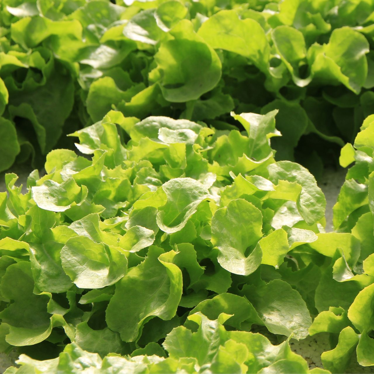 Salade Feuille de Chêne - Maxime Boutique