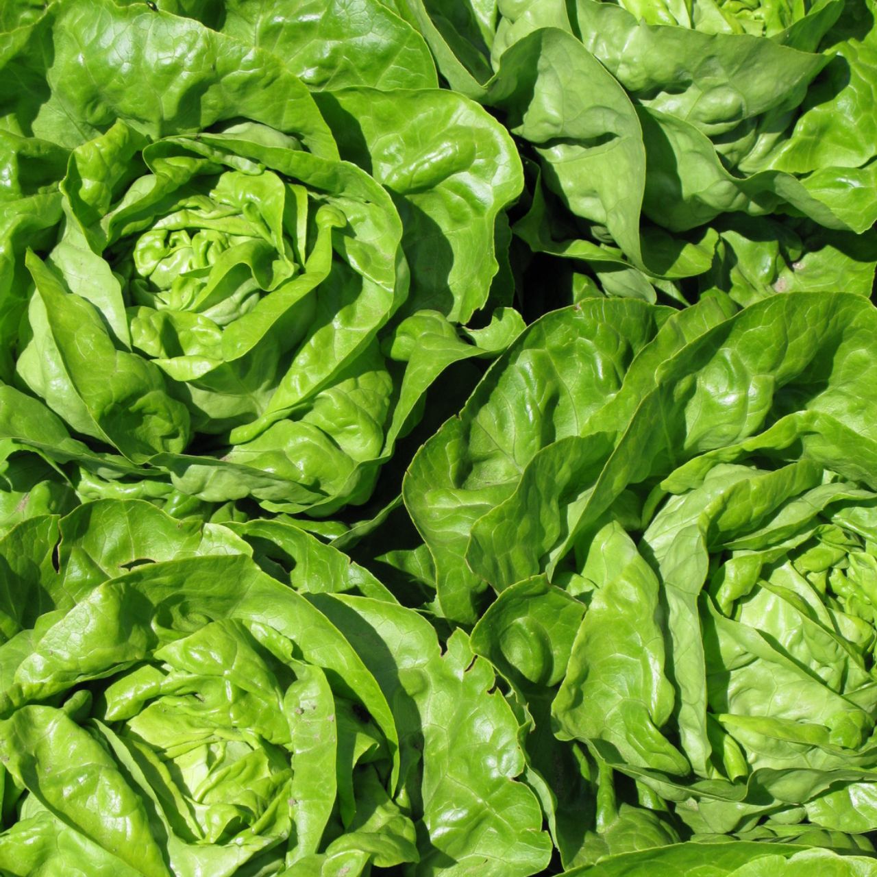 Salade Laitue - Maxime Boutique