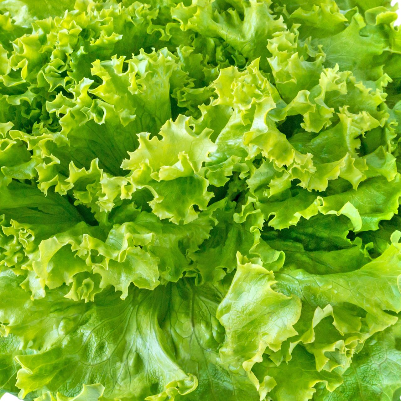 Salade Batavia - Maxime Boutique