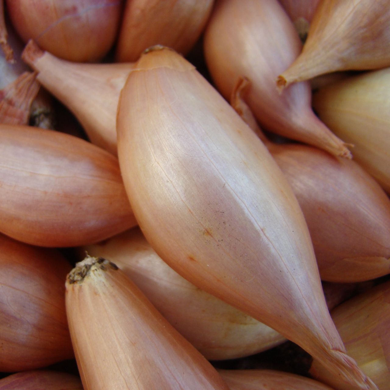 Echalottes - Maxime Boutique