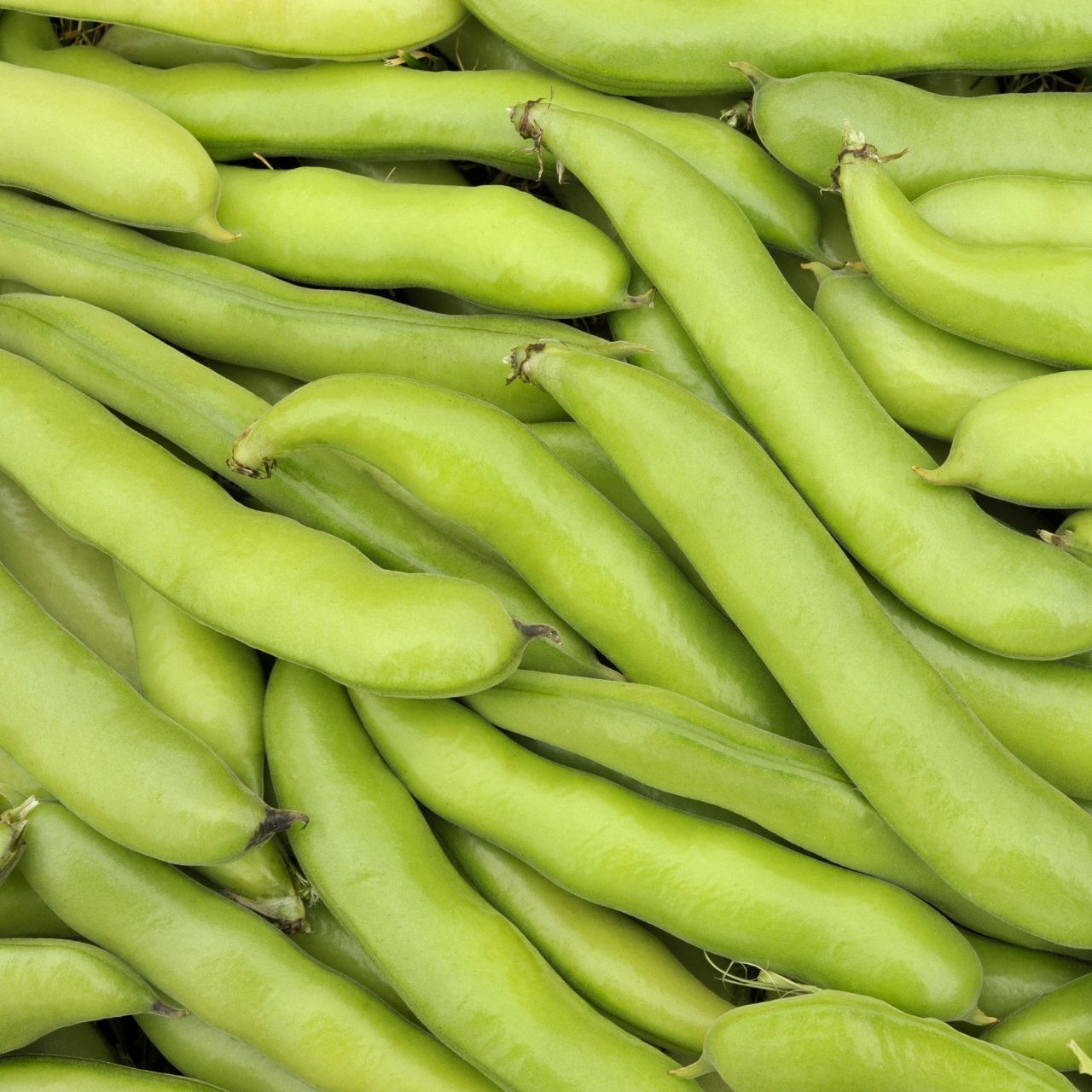 Fêves - Maxime Boutique