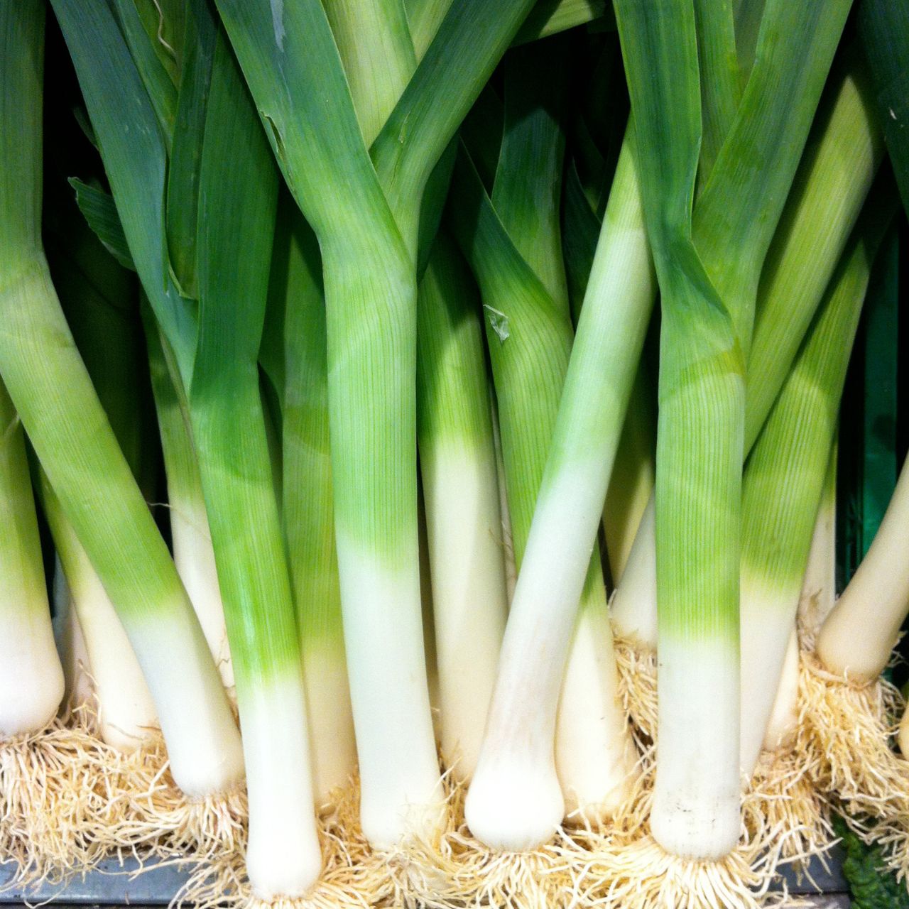 Poireau - Maxime Boutique