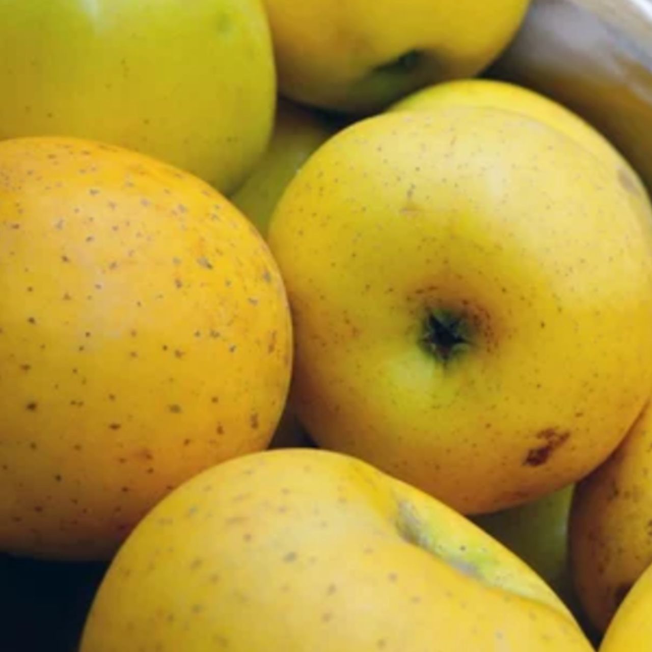 Pomme Chantecler - Maxime Boutique